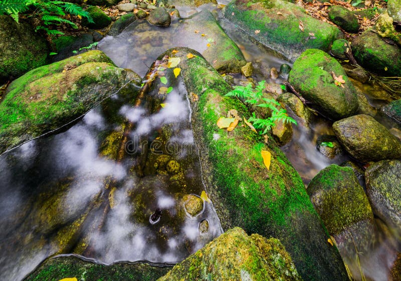 Stream Temperate Rain Forest Stock Photo - Image of destinations, area ...
