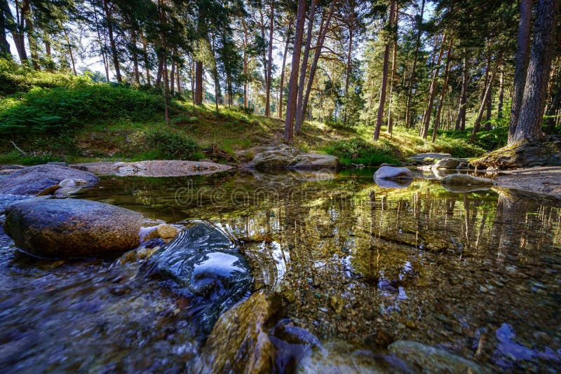 Stream with Transparent Water and Reflections of the Forest Trees ...
