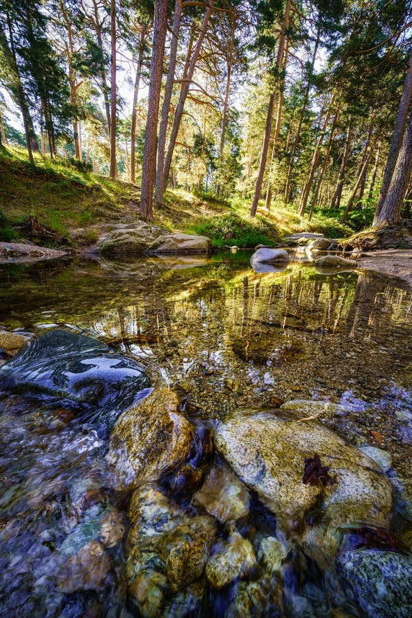 Stream with Transparent Water and Reflections of the Forest Trees ...