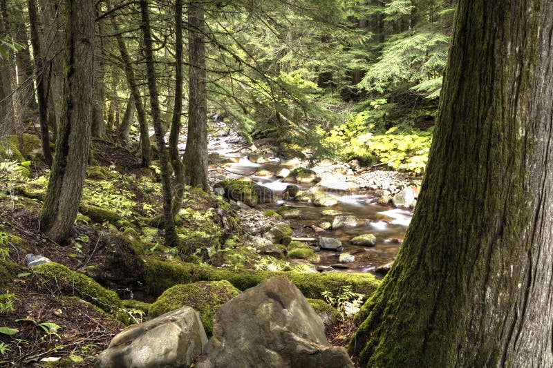 Stream through the tree. stock photo. Image of closeup - 21539724