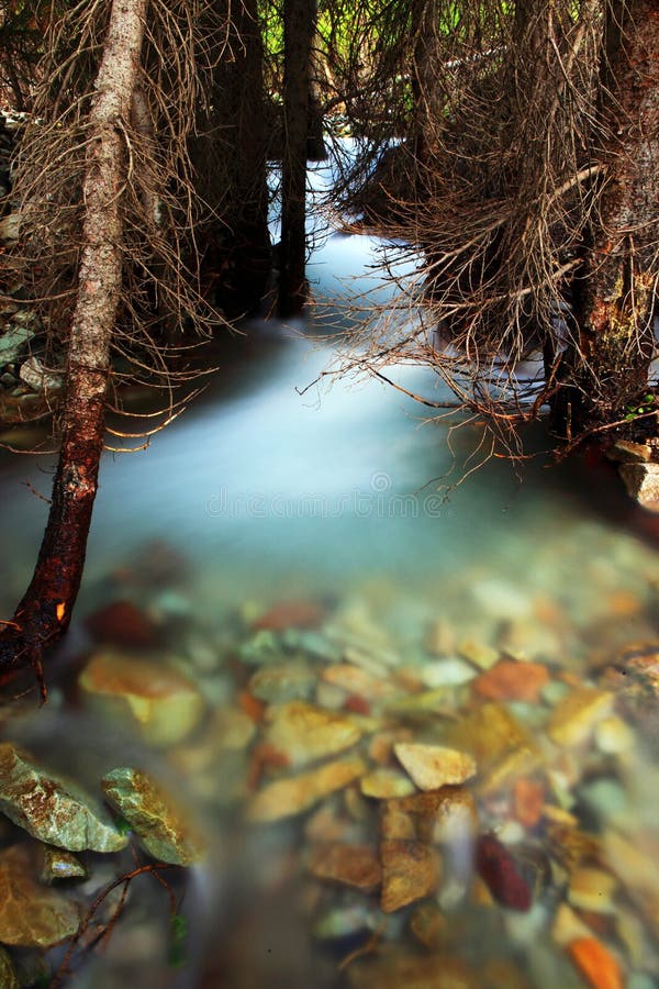 Stream through Trees stock photo. Image of trees, waterflow - 25020832