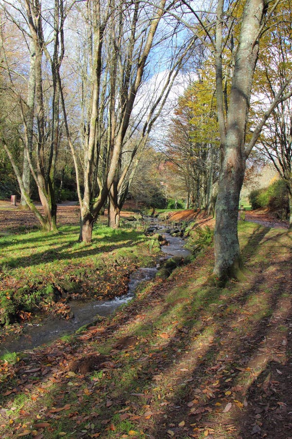 Stream and Trees during Autumn Stock Image - Image of stream, wood ...