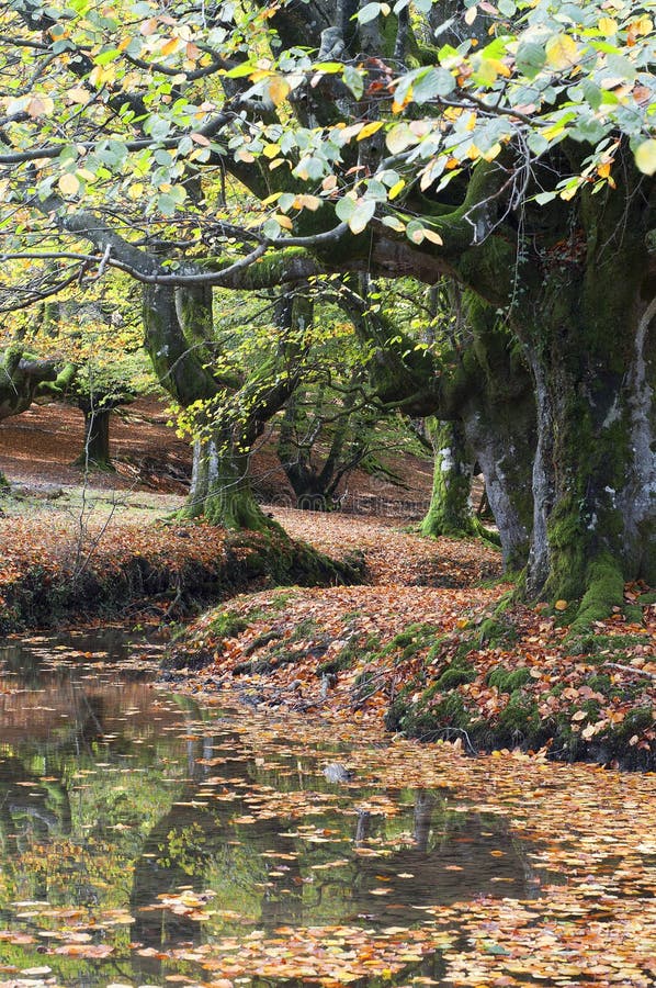 Stream through the Trees in a Beech Forest Stock Photo - Image of ...