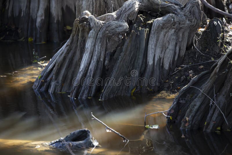 Close Up of Stream Trees stock photo. Image of flora - 133389798