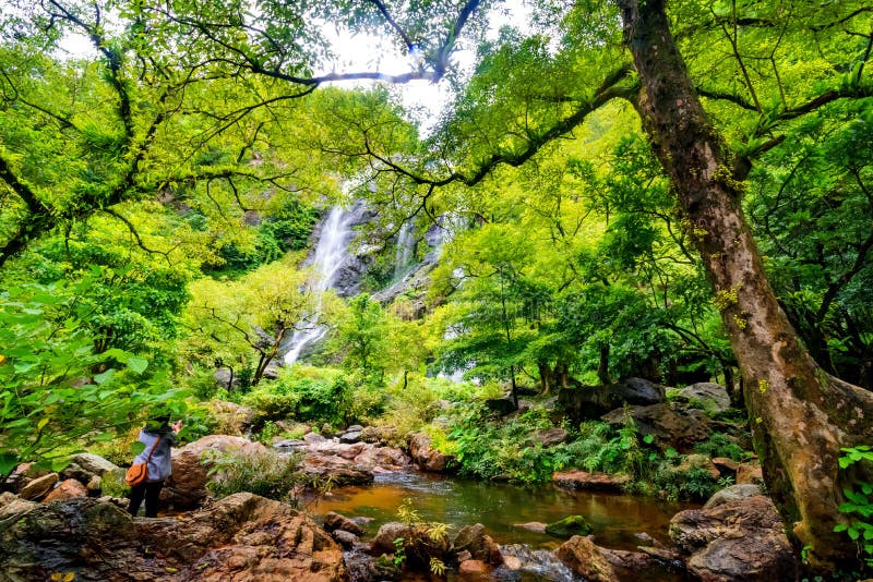 Stream in tropical jungle stock photo. Image of paradise - 78600636