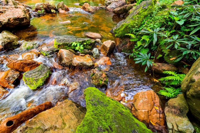 Stream in tropical jungle stock image. Image of rock - 78600757