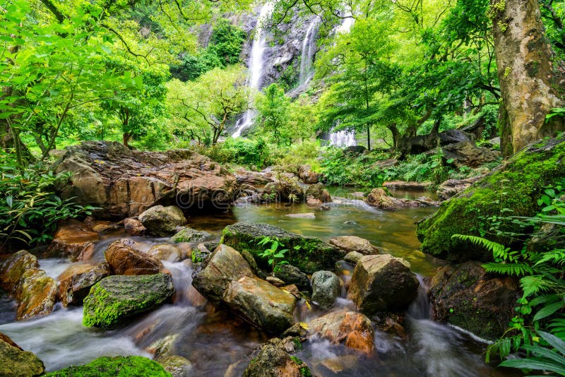Stream in tropical jungle stock photo. Image of fluid - 78600878
