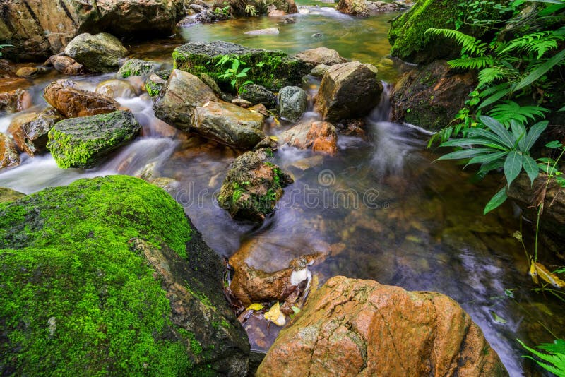 Stream in tropical jungle stock image. Image of paradise - 78601017