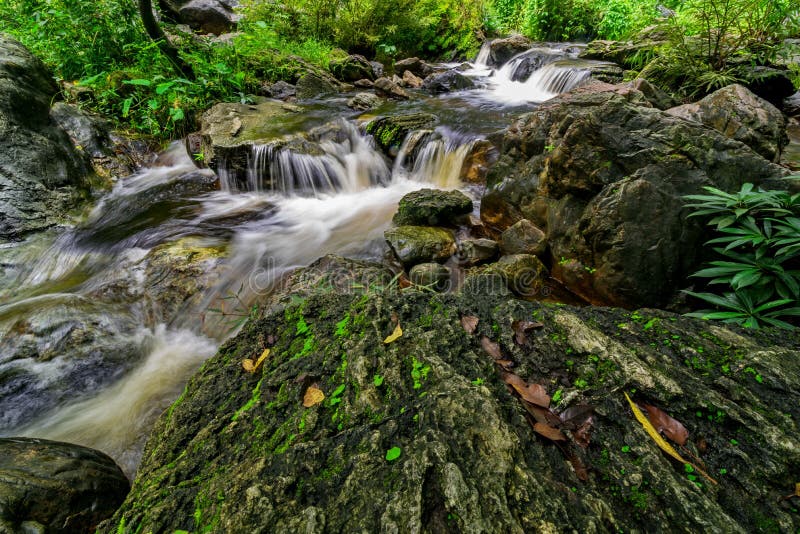 Stream in tropical jungle stock photo. Image of beam - 78601370