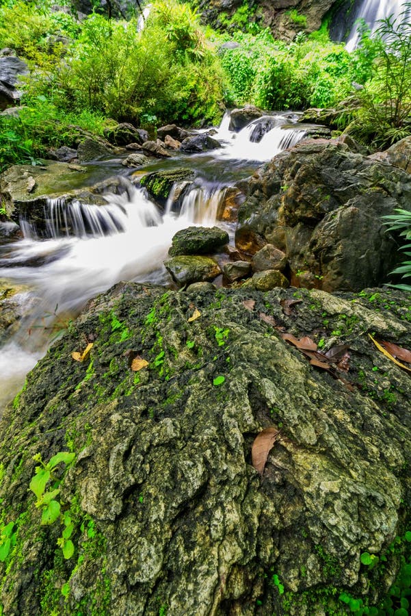 Stream in tropical jungle stock photo. Image of clean - 78601674
