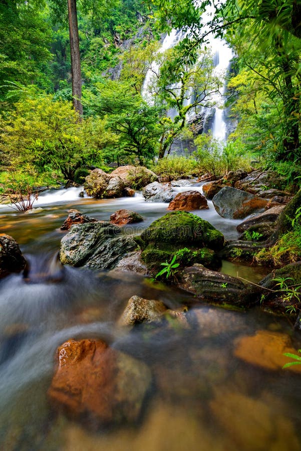 Stream in tropical jungle stock image. Image of jungle - 78602971