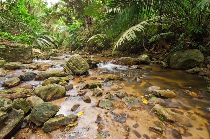 Stream in Tropical Rain Forests Stock Image - Image of recreation, dark ...