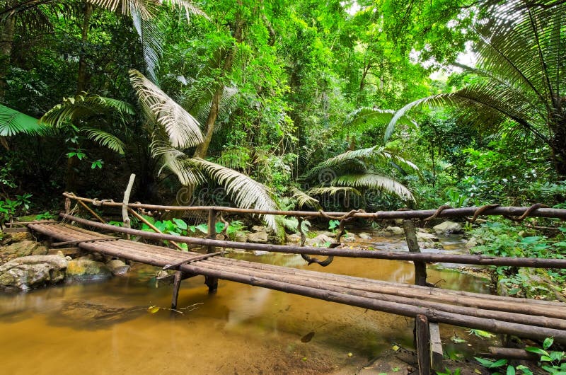 Stream in Tropical Rain Forests Stock Image - Image of park, beautiful ...