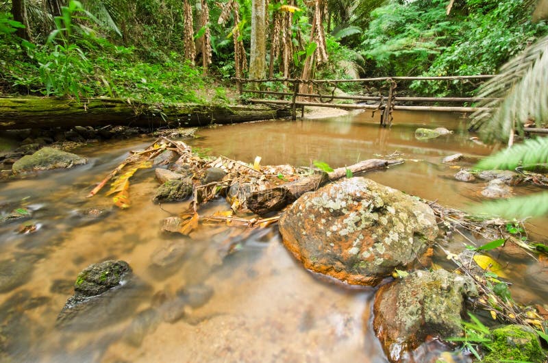 Stream in Tropical Rain Forests Stock Photo - Image of natural ...