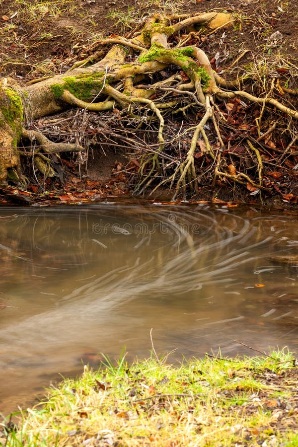 A small meander and roots. stock image. Image of visible - 243411261
