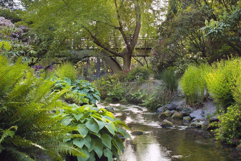 Stream Under the Wooden Bridge Stock Photo - Image of creek, trails ...