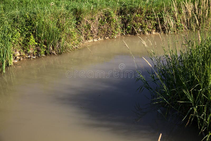 Stream of Water Bordered by Rushes in the Countryside in Summer at ...