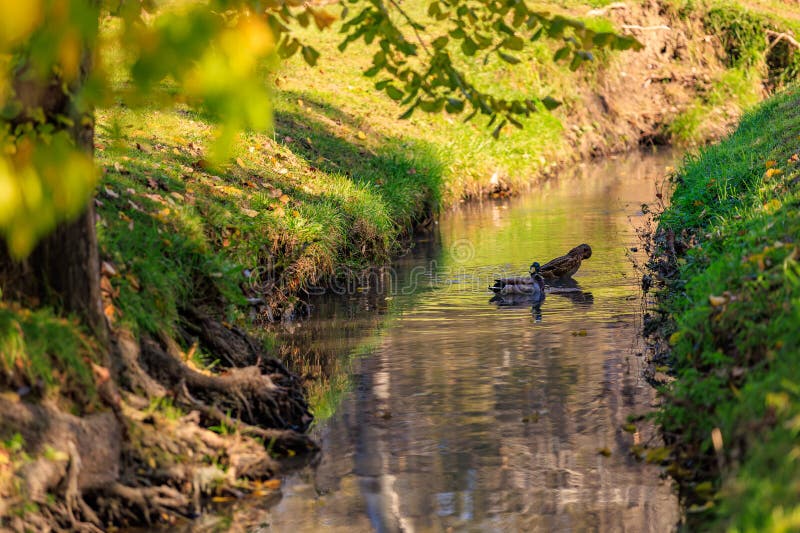 A Stream of Water with Ducks Swimming in it Stock Photo - Image of ...
