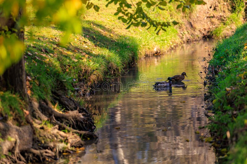 A Stream of Water with Ducks Swimming in it Stock Photo - Image of wild ...