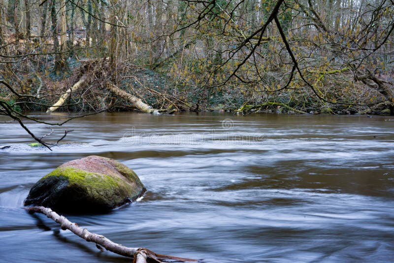 Stream of Water with Fallen Tree Branches and a Large Rock Stock Image ...