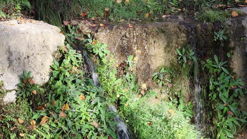 Stream Water Flowing Down Vertical Wall Next To Vegetation Stock ...