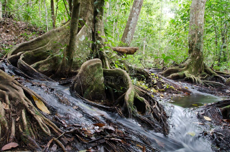 Small and Beautiful Stream of Water Flowing through Giant Beautiful ...