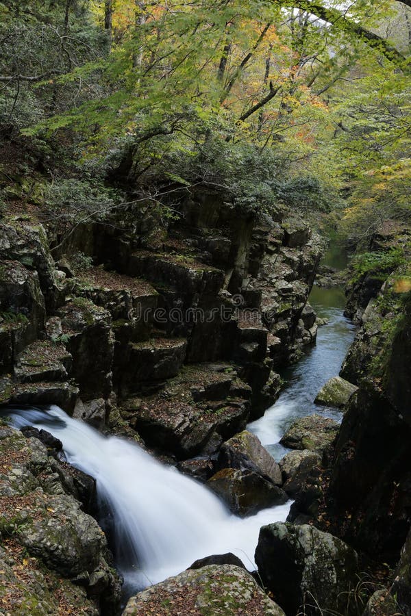 Stream stock photo. Image of waterfall, foliage, river - 81253352