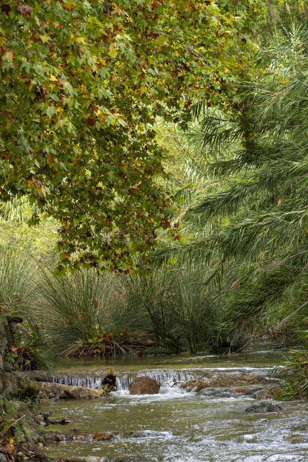 A Stream of Water Flows through a Forest with Trees on Either Side ...