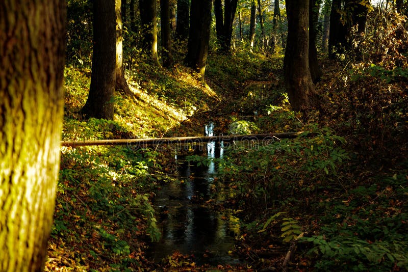 A Stream of Water in the Forest Stock Image - Image of forest, bushes ...
