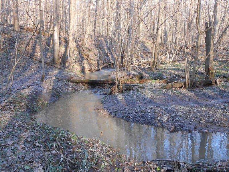 Stream in the spring. stock photo. Image of early, forest - 118646404