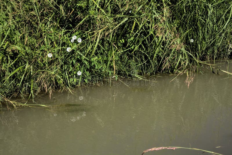 Stream of Water with a Grassy Edge and White Flowers Stock Image ...