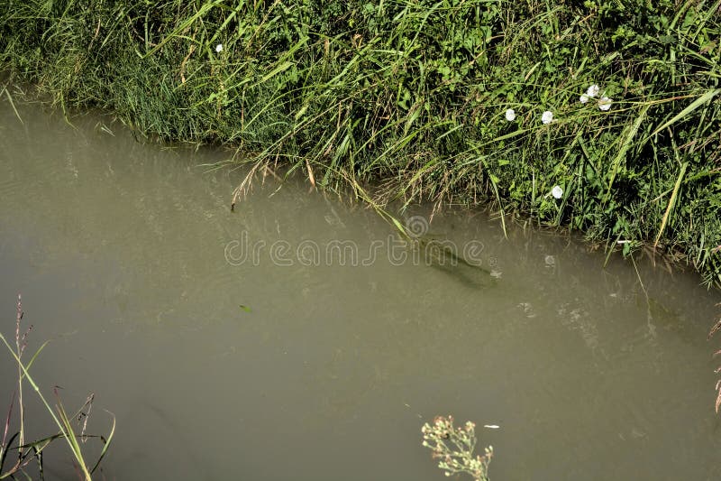 Stream of Water with a Grassy Edge and White Flowers Stock Image ...
