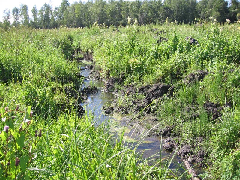 Stream with Water in the Green Grass in the Forest in Nature Stock ...