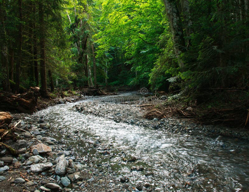 Stream of Water in Old Rocky Mountain Forest Stock Photo - Image of ...