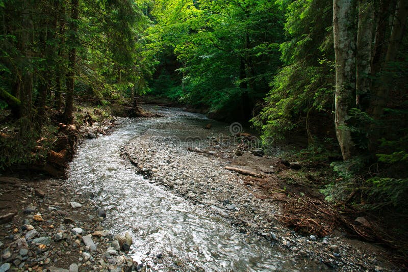 Stream of Water in Old Rocky Mountain Forest Stock Photo - Image of ...
