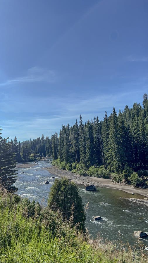 Stream of Water between Pine Trees during Summer Stock Photo - Image of ...