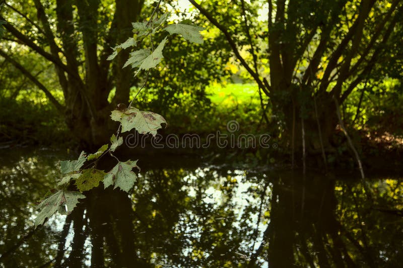Stream of Water in the Shade in a Park in Autumn Stock Image - Image of ...