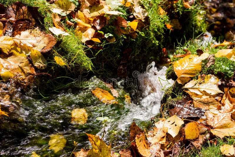 A Stream of Water from a Spring Surrounded by Yellow Fallen Leaves, a ...