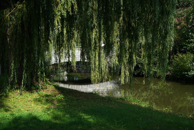 Old Bridge and Willow Tree at Bakewell, Peak District Stock Photo ...