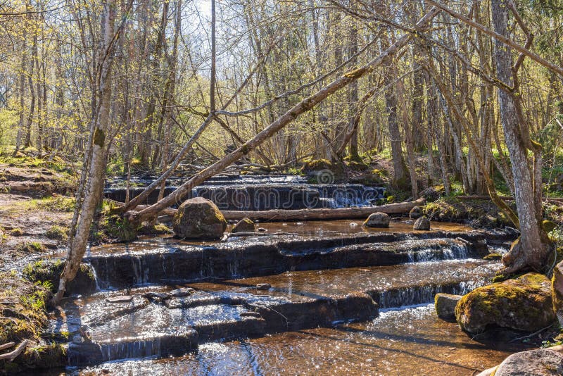 Stream with Waterfalls in a Budding Deciduous Forest at Springtime ...