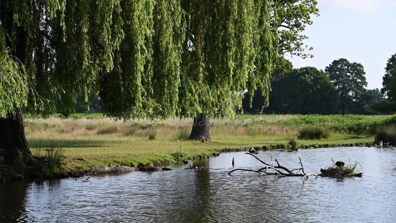Willow Tree and Coots Nest on the River Stock Footage - Video of ...