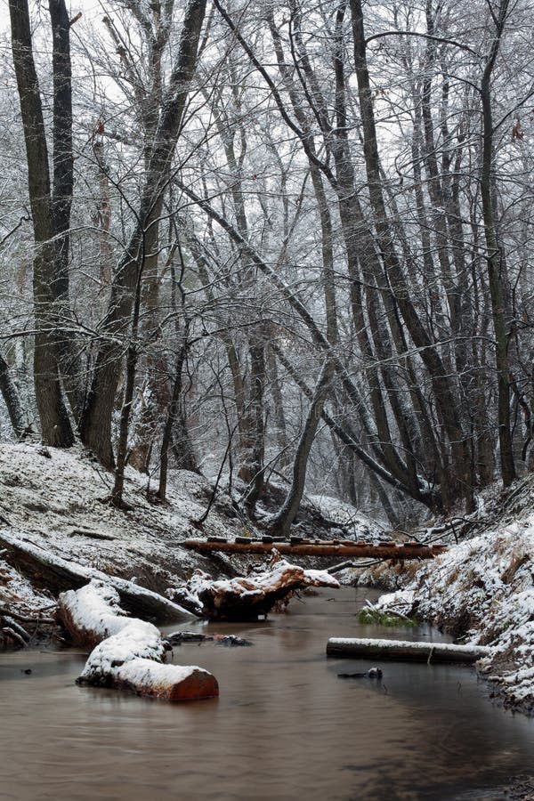 Stream in the Winter Forest Stock Photo - Image of trees, fresh: 29078240