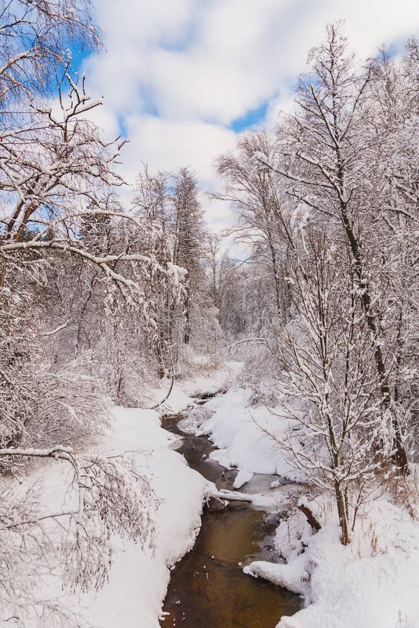 Stream in the Winter Forest. Tall Trees Bent Over Water Stock Image ...