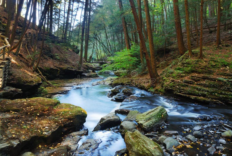 Stream in woods stock photo. Image of beautiful, foliage - 10993276