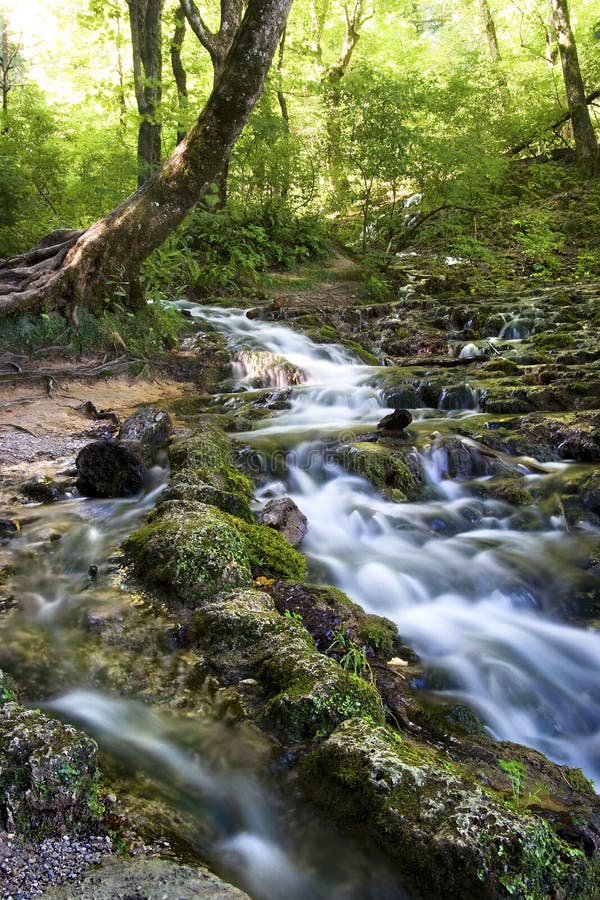 Stream in the woods stock image. Image of creek, rush - 4684833