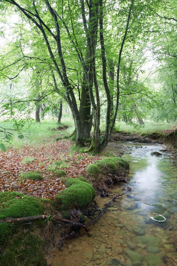 Stream in the woods stock photo. Image of woods, rivulet - 5266690