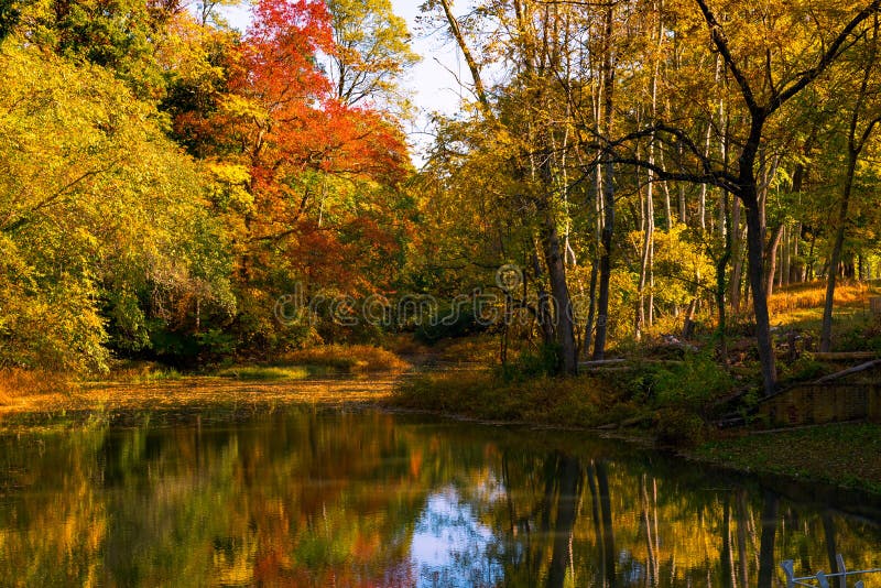 Stream in the Woods stock photo. Image of pristine, autumn - 93300474