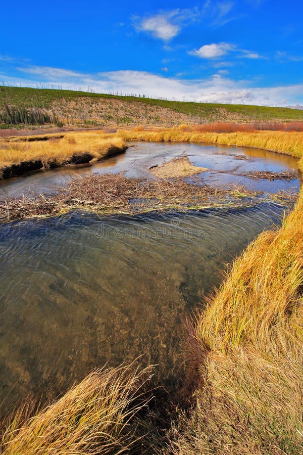 The Stream and Yellow Grass in Park Yellowstone Stock Image - Image of ...