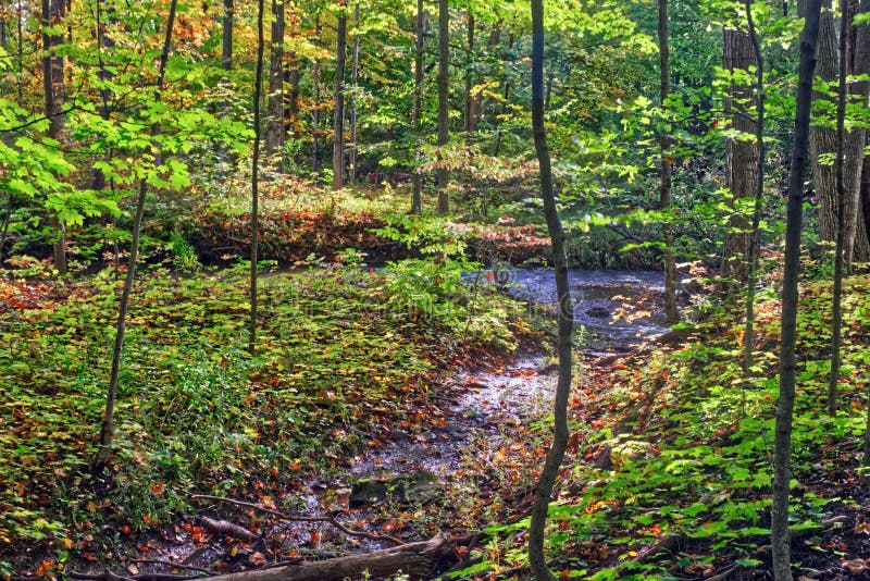 Streaming through the Jungle - Fall in Central Ontario, Canada Stock ...