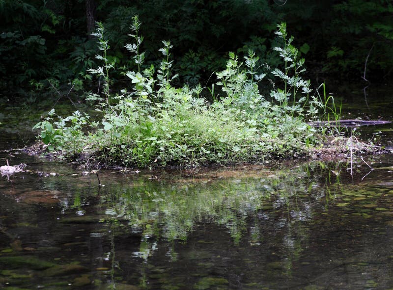 Streams and Green Vegetation in the Forests. Stock Image - Image of ...